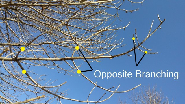 How to identify an Ash Tree. – sebastian the arborist