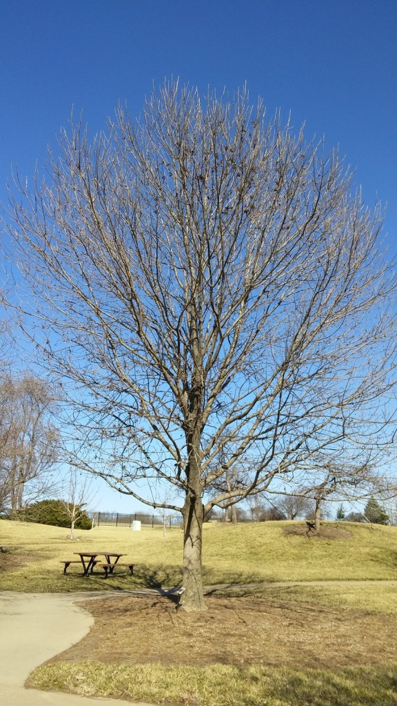 How to identify an Ash Tree. – sebastian the arborist