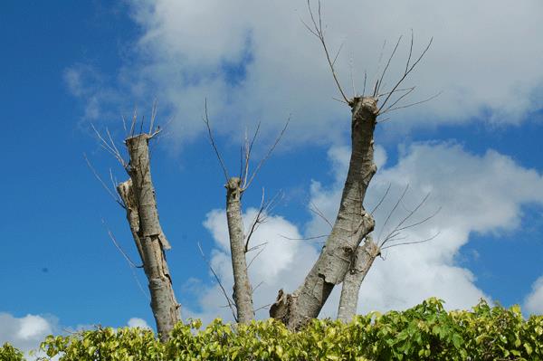 4 Steps to Take to Make Sure You Aren’t Making a Tree Care Mistake ...